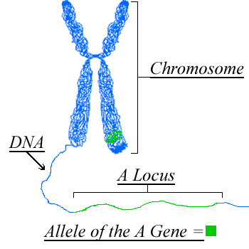 Introduction to Color Genetics – Atlantis Hedgehogs
